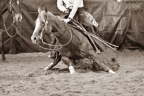 The Premier Horse